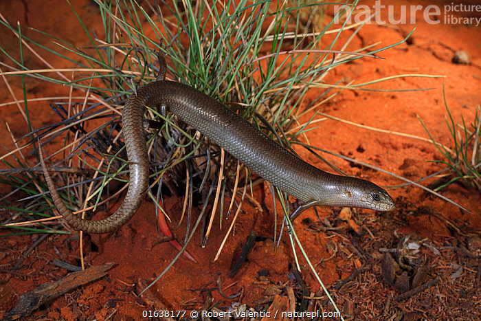 Stock photo of Mallee slender blue-tongue lizard (Cyclodomorphus ...