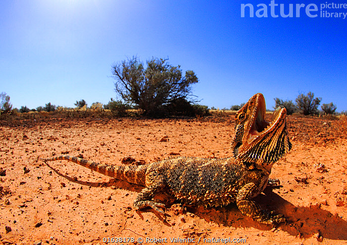 Stock photo of Nullarbor bearded dragon (Pogona nullarbor) male ...