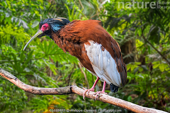 Stock photo of Madagascan ibis (Lophotibis cristata) perched in tree ...