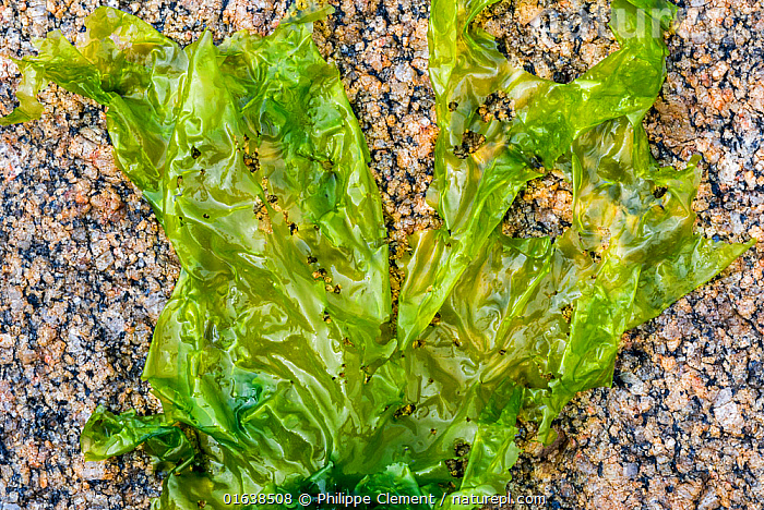 Stock photo of Sea lettuce (Ulva lactuca) edible green alga washed ...