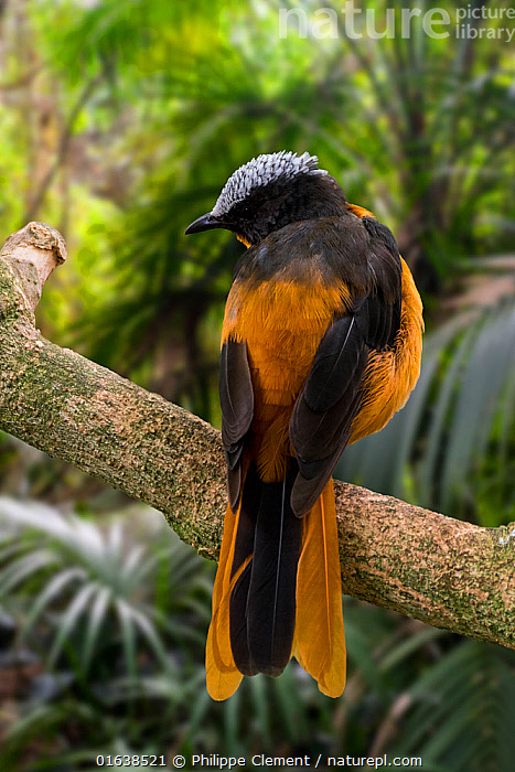 Stock photo of Snowy-crowned robin-chat / snowy-headed robin-chat ...