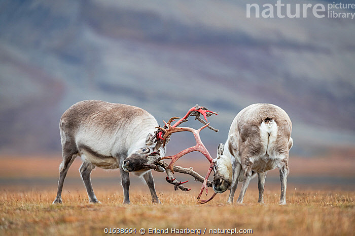 Stock photo of Svalbard reindeer (Rangifer tarandus platyrhynchus ...