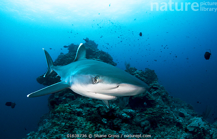 Silvertip Shark Silvertip Shark (Carcharhinus Albimarginatus).