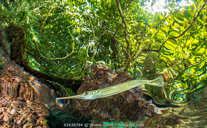 Stock photo of Halfbeak (Hemiramphidae) near mangroves at the surface ...
