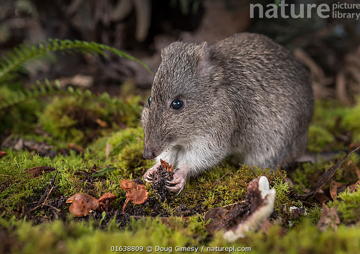 Stock photo of Long-nosed potoroo (Potorous tridactylus) eating fungi ...