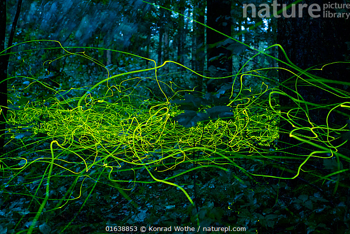 Stock photo of Firefly (Lamprohiza splendidula) light trails of males ...