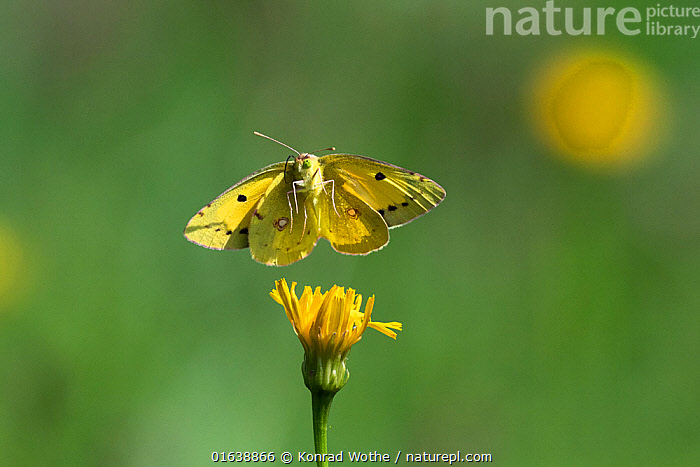 Clouded Yellow Butterfly