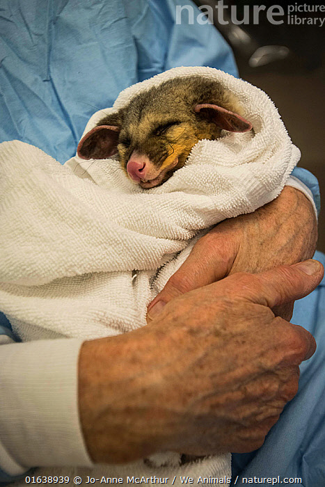 Stock photo of An injured possum in the arms of Dr. Howard Ralph of ...