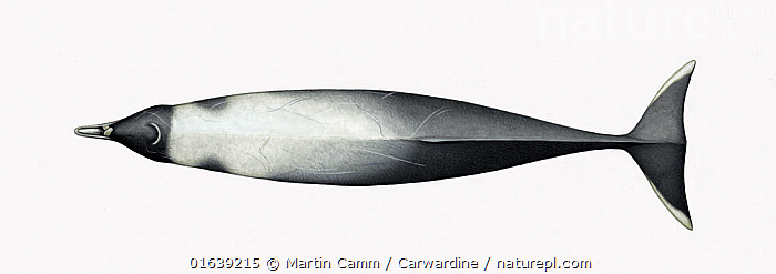 Stock photo of Strap-toothed beaked whale (Mesoplodon layardii) adult ...