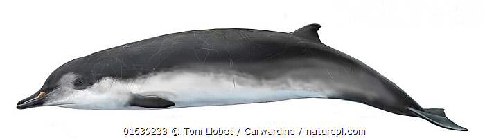 Stock photo of Spade-toothed whale (Mesoplodon traversii) No more than ...