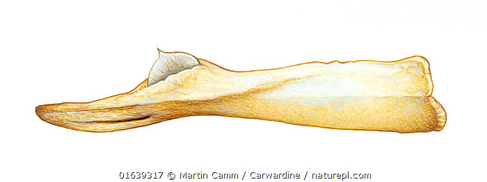 Stock photo of Ginkgo-toothed beaked whale (Mesoplodon ginkgodens) adult male lower jaw ...