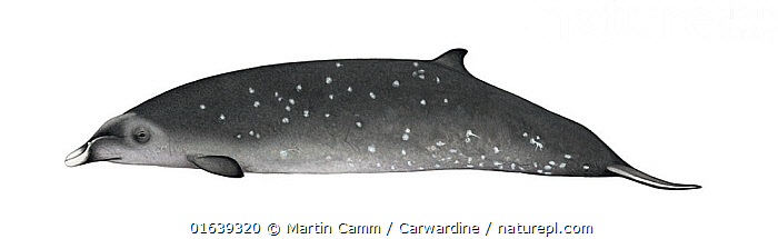 Stock photo of Ginkgo-toothed beaked whale (Mesoplodon ginkgodens) adult male No…. Available for ...