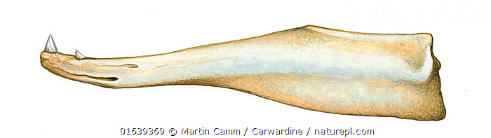 Stock photo of Baird's beaked whale (Berardius bairdii) adult lower jaw ...