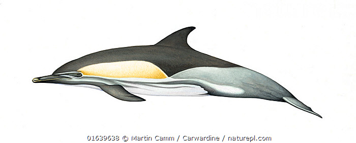 Stock photo of Common dolphin (Delphinus delphis) adult bairdii ...