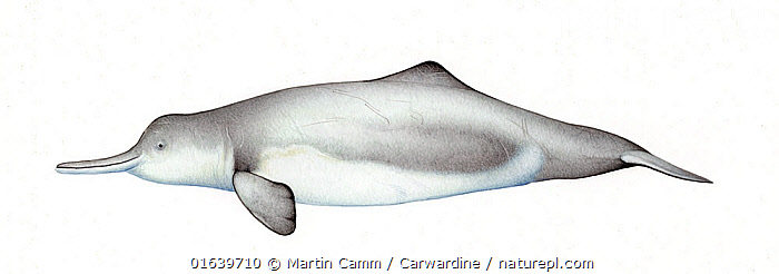 Stock photo of Yangtze river dolphin or baiji (Lipotes vexillifer ...