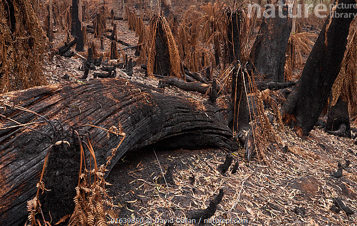 Burnt Trees Pictures