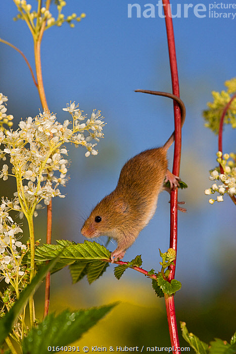 Stock photo of Harvest mouse (Micromys minutus) exploring Meadowsweet ...
