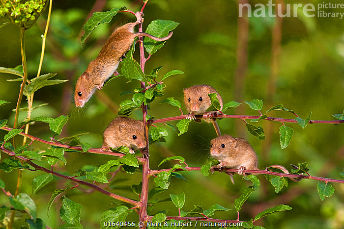 Stock photo of Young Harvest mice (Micromys minutus) exploring a ...