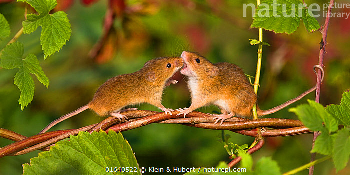 Stock photo of Harvest mice (Micromys minutus) pair sniffing each other ...