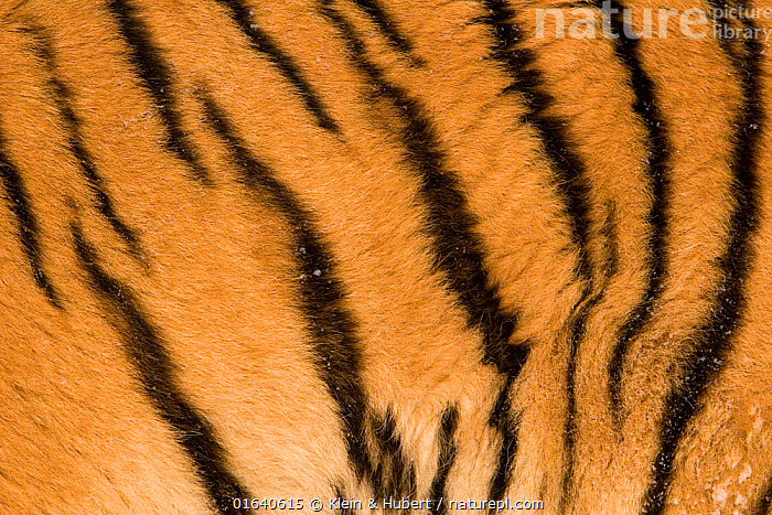 Siberian Tiger Stripes Latitude Vive Tiger Stripes Print