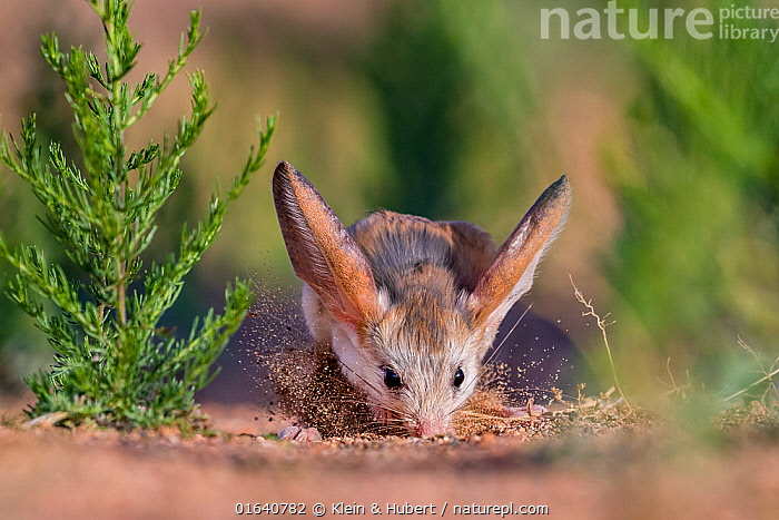 Stock photo of Long eared jerboa (Euchoreutes naso) digging a burrow ...