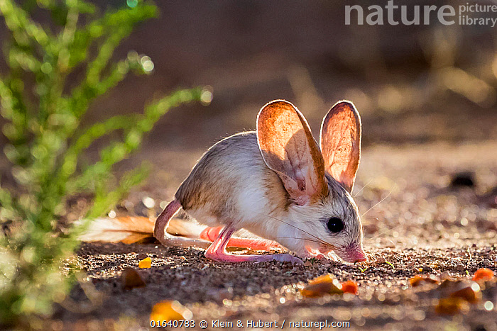 Stock photo of Long eared jerboa (Euchoreutes naso) digging a burrow ...