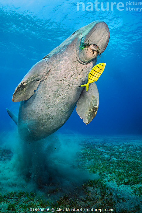 Stock photo of Dugong (Dugong dugon) male, swims over seagrass meadow ...
