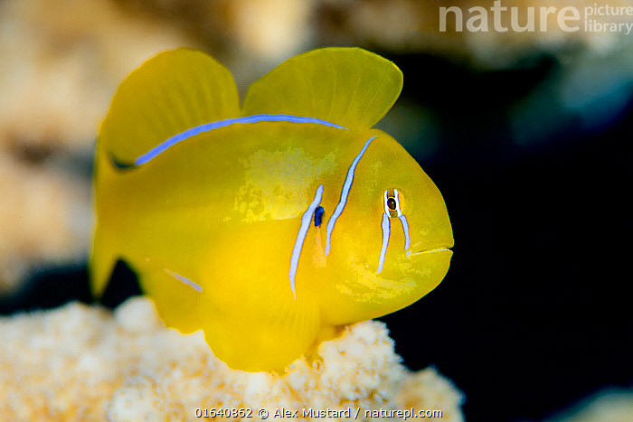 Stock photo of Lemon coral goby (Gobiodon citrinus) shelters in the ...