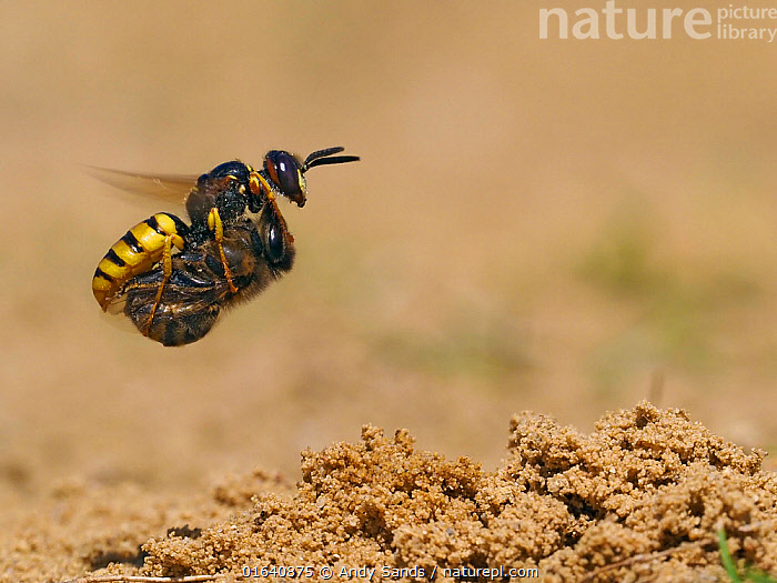 Stock photo of Bee killer wasp / Beewolf (Philanthus triangulum) female ...