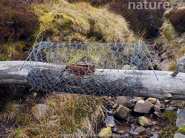 Stock photo of Rail trap set across drain on Grouse Moor to trap ...
