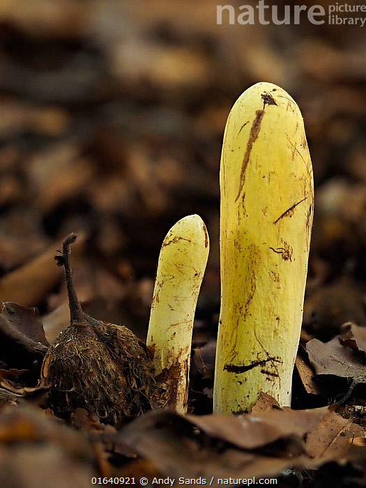 Stock photo of Giant club fungus (Clavariadelphus pistillaris) growing ...
