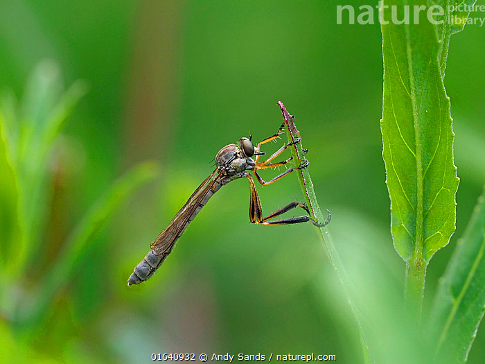 Stock photo of Striped slender robber fly (Leptogaster cylindrica ...
