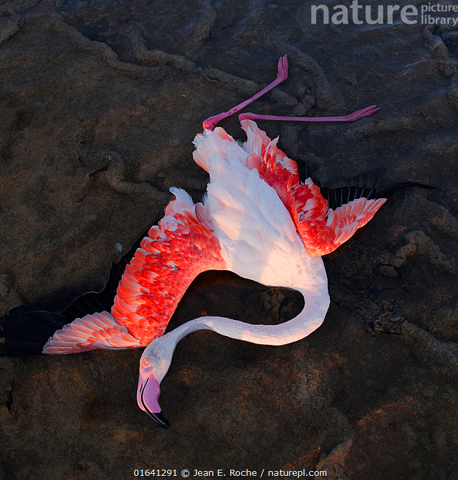 Stock photo of Dead European flamingo (Phoenicopterus roseus) in ...