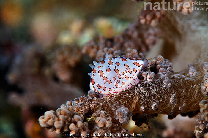 Stock photo of Allied cowrie, ovulid (Diminovula margarita) on soft ...