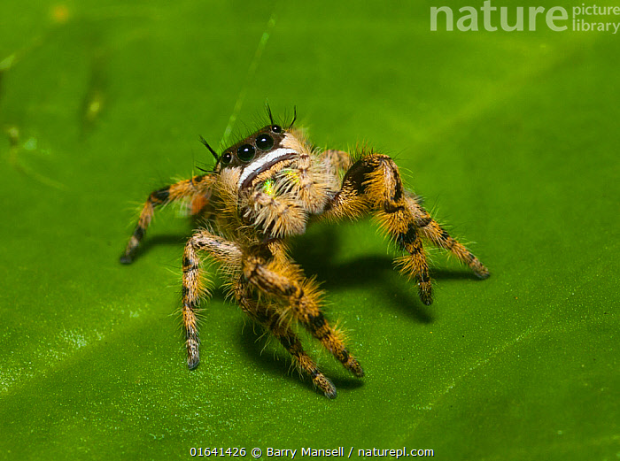 Stock photo of Canopy jumping spider (Phidippus otiosus) male, North ...