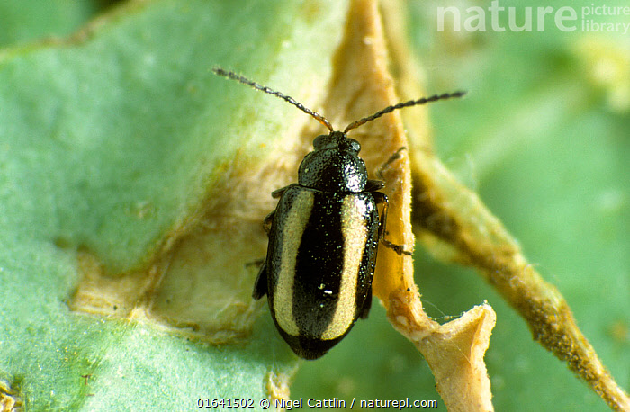 Stock photo of Photomicrograph of a turnip or yellow-striped flea ...