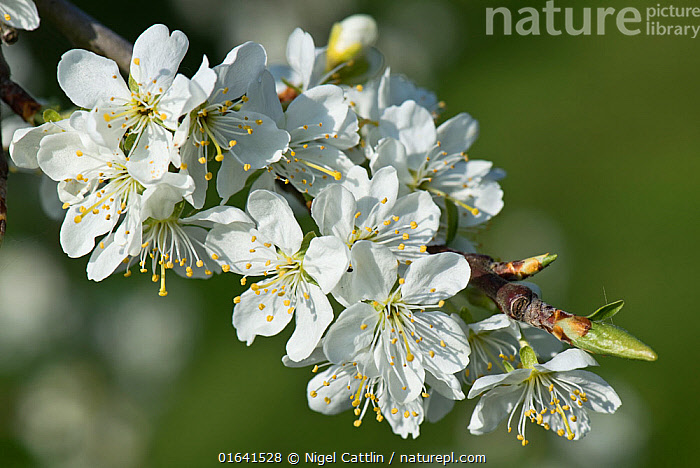 Stock photo of White flowers of a Victoria plum (Prunus domestica) with ...
