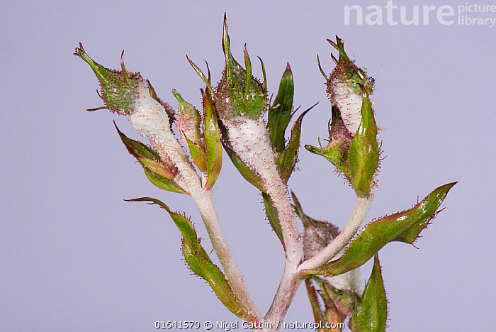 Stock photo of Powdery mildew, (Podosphaera pannosa) fungal disease on ...
