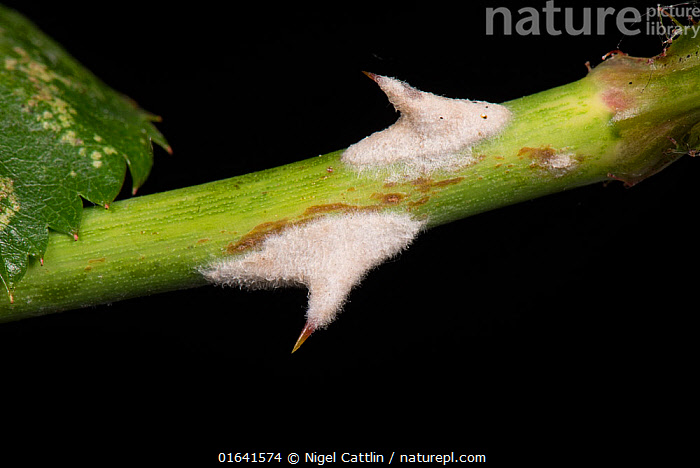 Stock photo of Powdery mildew, (Podosphaera pannosa) fungal disease on ...