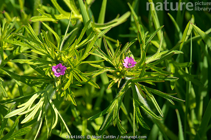 Stock photo of Cut-leaved geranium (Geranium dissectum) small pink ...