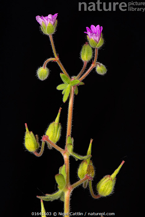 Stock photo of Cut-leaved geranium (Geranium dissectum) small pink ...