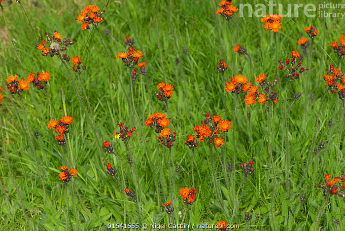 Stock photo of Orange hawkbit (Pilosella, aurantiaca) flowering in a ...