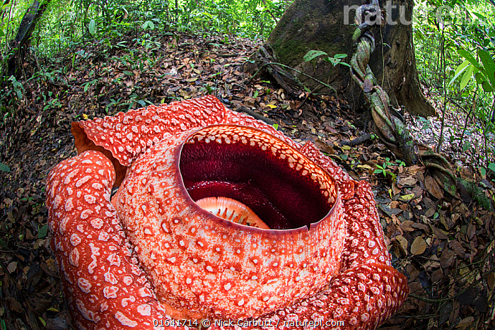 Stock photo of Rafflesia flower (Rafflesia keithii) about 3 days after ...