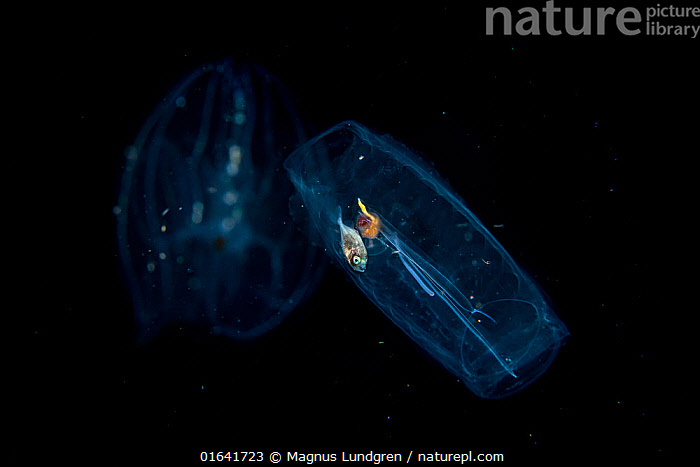 Stock photo of Young fish inside a drifting salp, photographed at night ...