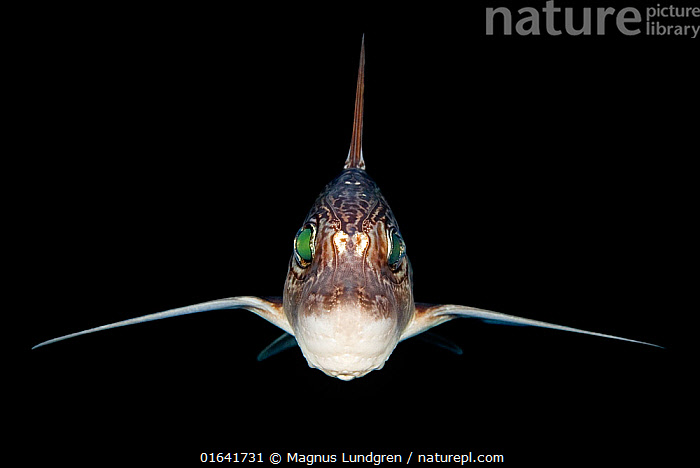 Stock photo of Rabbitfish / Ratfish / Ghost shark (Chimaera monstrosa ...