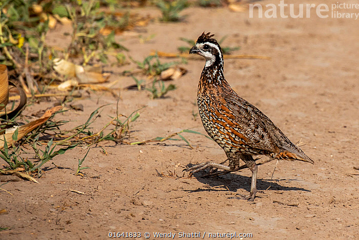 Stock photo of Bobwhite quail (Colinus virginianus) male crossing road ...