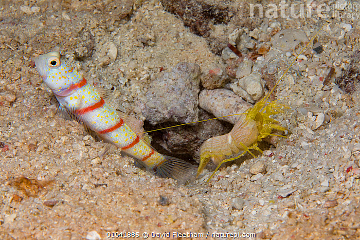 Stock photo of Red-banded prawn-goby (Amblyeleotris fasciata) sharing ...