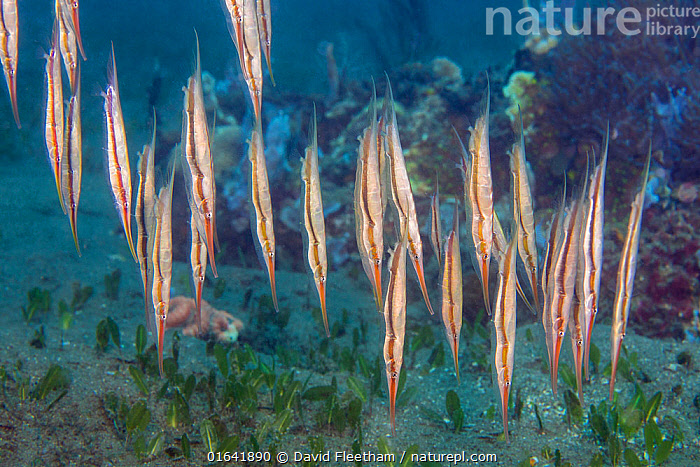 Stock photo of Schooling shrimpfish (Aeoliscus strigatus) swimming in a ...