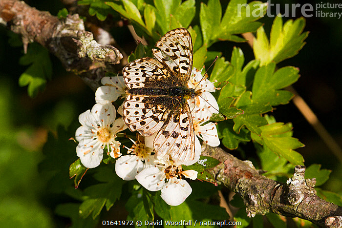 Stock photo of Pearl-bordered fritillary butterfly (Boloria euphrosyne ...