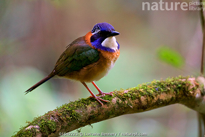 Stock photo of Pitta-like ground roller (Atelornis pittoides ...